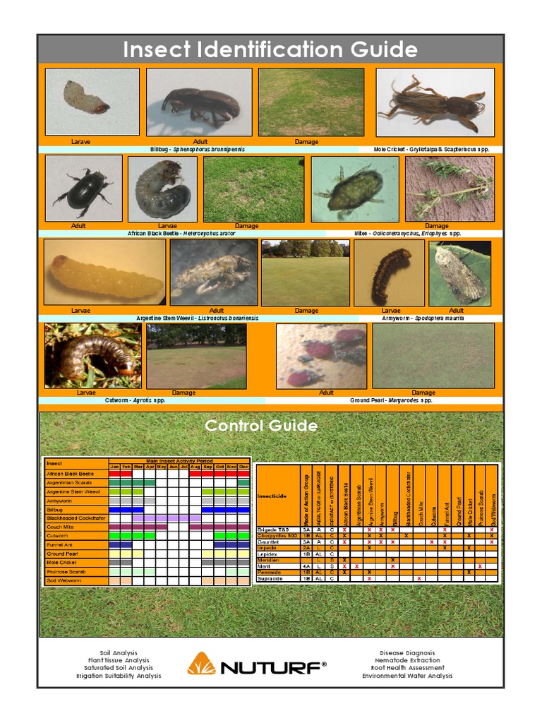 Insect Identification Guide | PDF