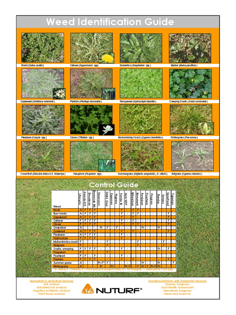 Weed Identification Guide | PDF | Plants | Horticulture And Gardening