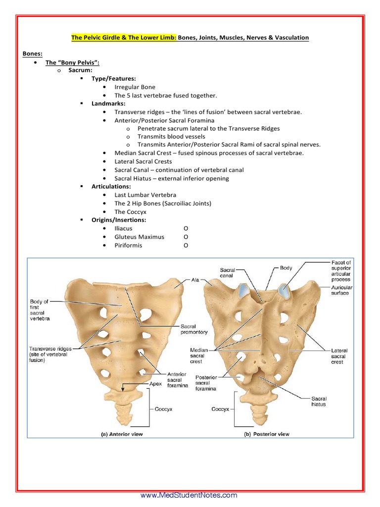 Pelvic Anatomy and Landmarks Overview | PDF | Human Leg | Pelvis