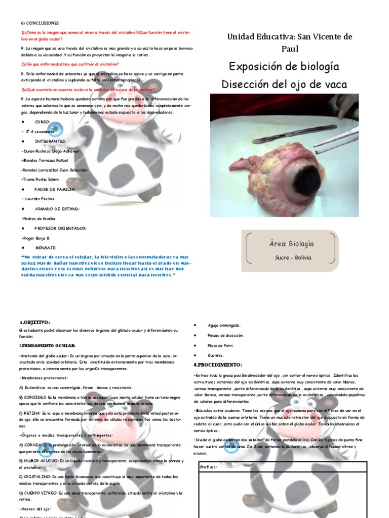 Exposición de Biología Disección Del Ojo de Vaca: Unidad Educativa: San ...