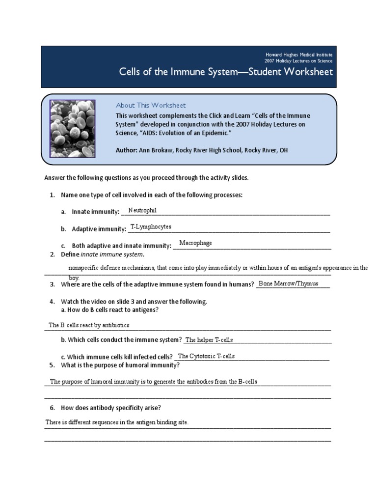 Cells of The Immune System-Student Worksheet | PDF | Cytotoxic T Cell ...