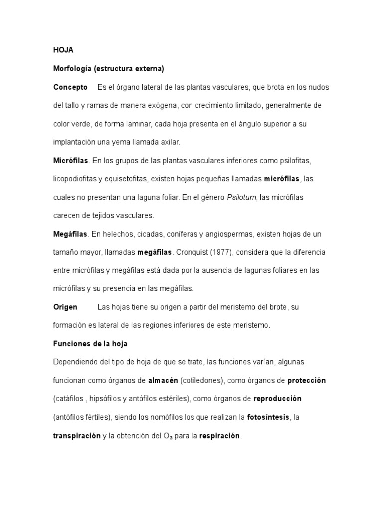 Hojas Microfilas en Plantas Vasculares | PDF | Hoja | Tallo de la planta