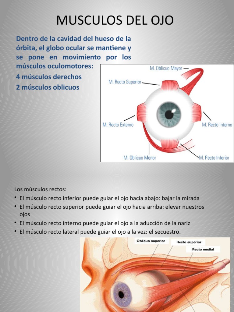 Musculos Del Ojo 1 | PDF