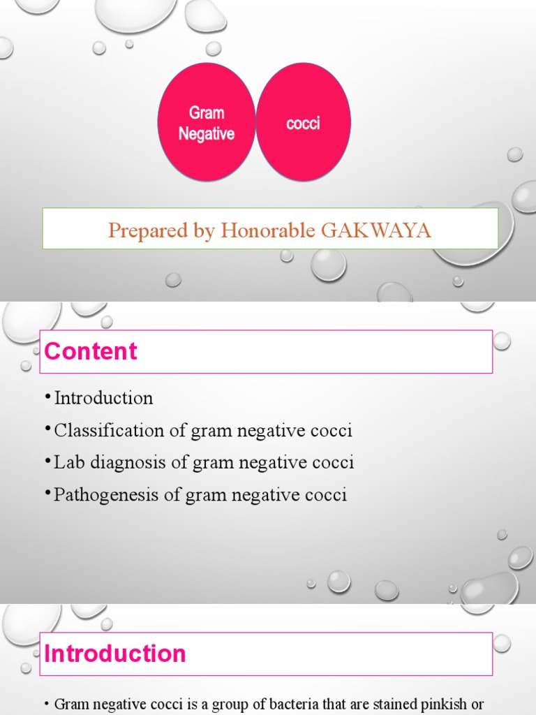 Gram Negative Cocci | PDF | Lipopolysaccharide | Gram Negative Bacteria