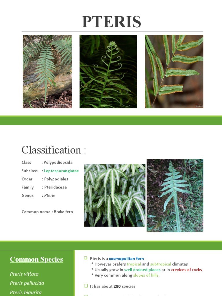 Classification, Morphology, Anatomy, and Reproduction of the Brake Fern ...