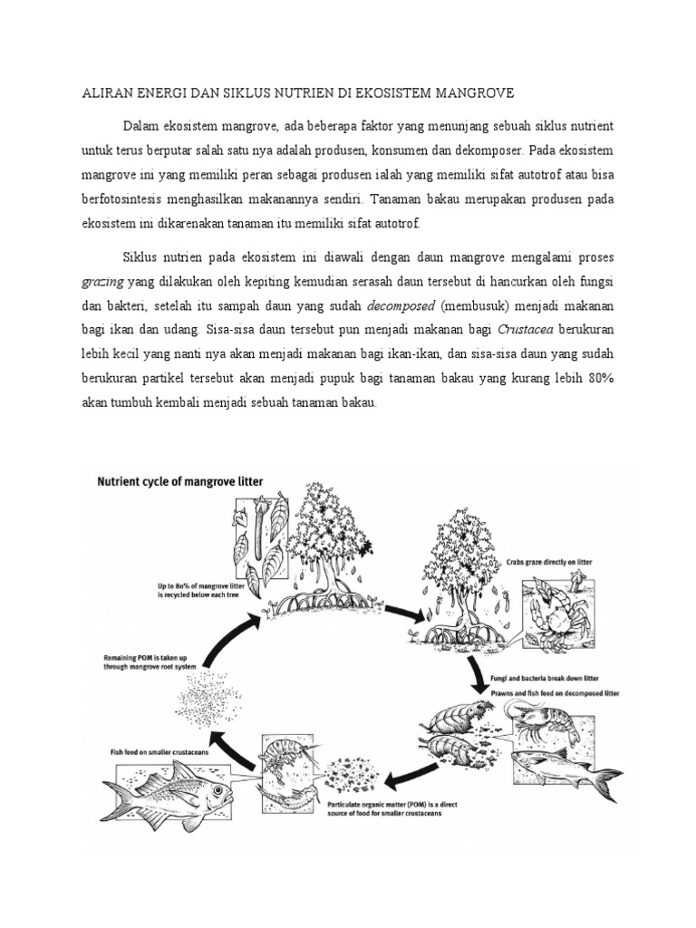 Aliran Energi Dan Siklus Nutrien Di Ekosistem Mangrove | PDF