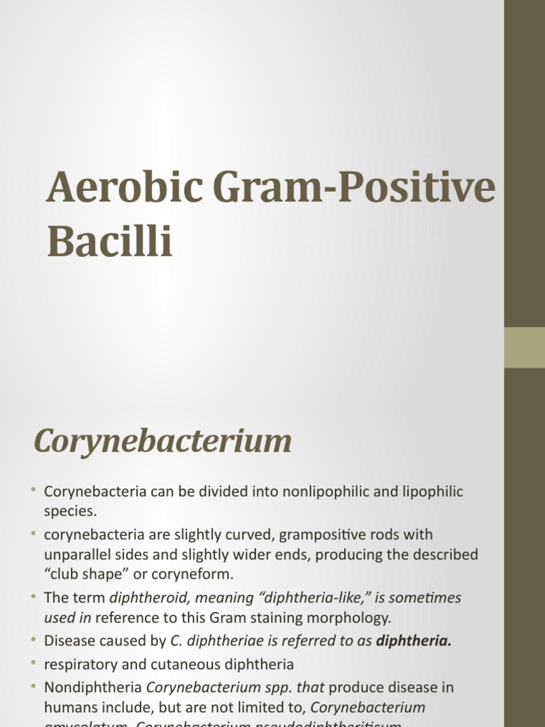 Aerobic Gram Positive Bacilli | PDF | Bacillus | Bacteria