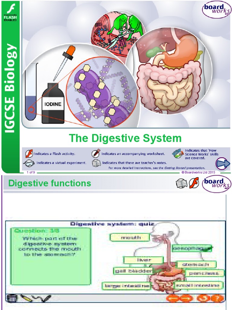 The Digestive System: 1 of 9 © Boardworks LTD 2015 | PDF