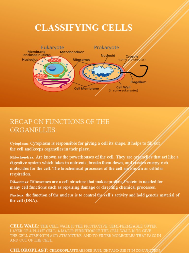 Classifying Cells 1 | PDF