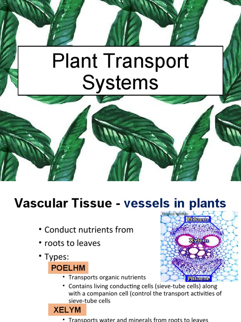 Overview of Plant Transport Systems | PDF | Plant Stem | Tissue (Biology)