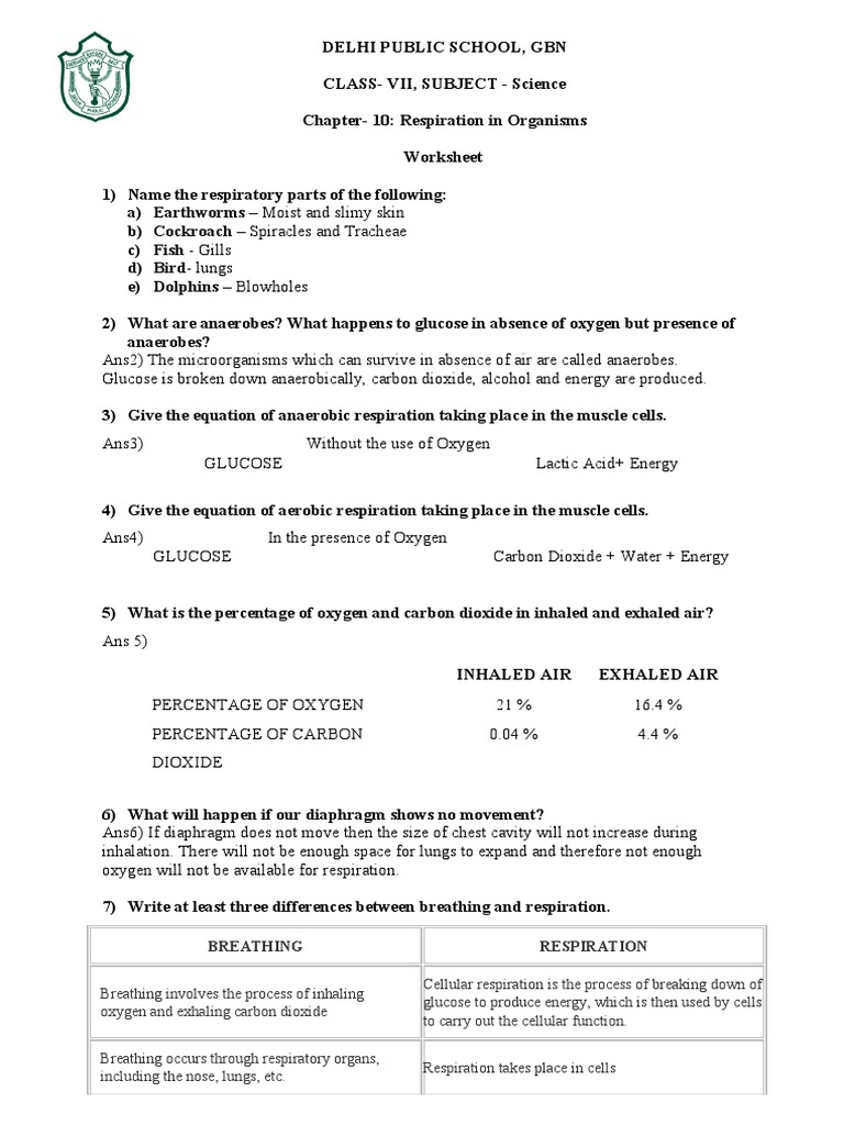 Ans Key Class 7 Worksheet CH 10 Science | PDF | Respiratory System ...