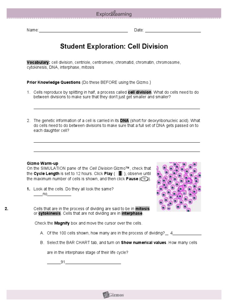 Student Exploration: Cell Division: Vocabulary: Cell Division ...