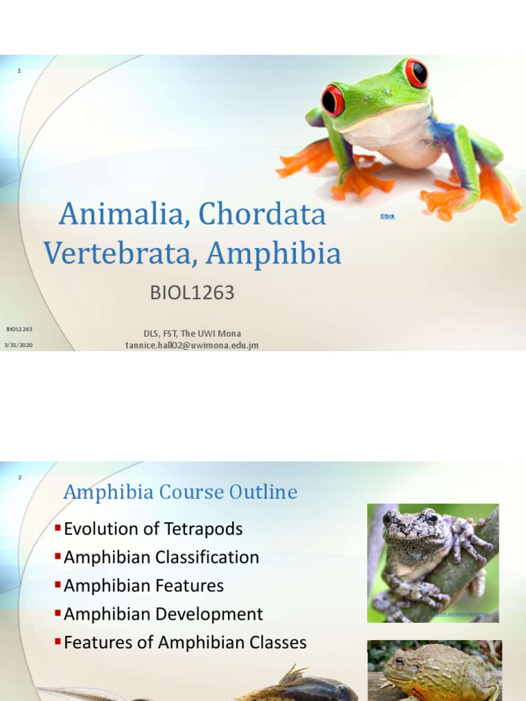 BIOL1263 13 Chordata Vertebrata Amphibia 2020 | Amphibian | Frog