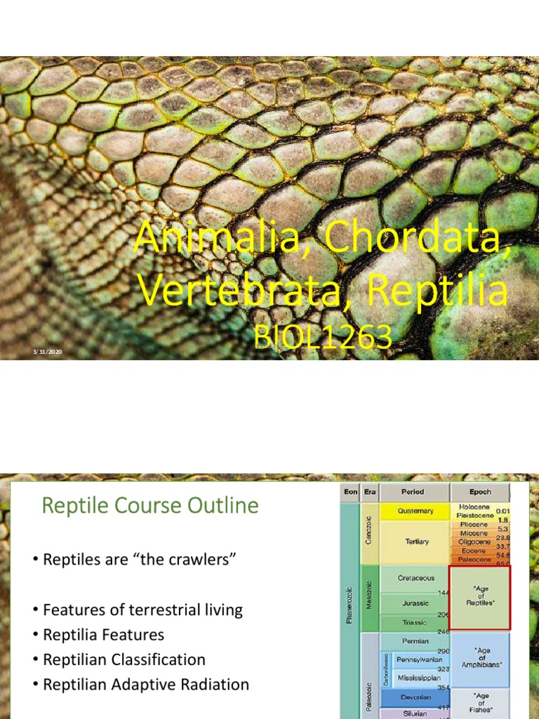 BIOL1263 14 Chordata Vertebrata Reptilia 2020 | PDF | Reptile | Turtle