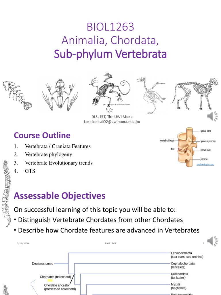 BIOL1263 11 Vertebrate Chordates 2020 PDF | PDF