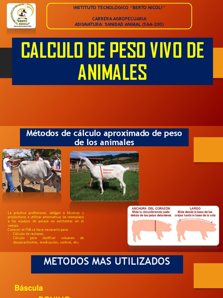 Cálculo de PESO VIVO Animal SAA-200 NGC Ok | PDF | Vacas | Animales y ...