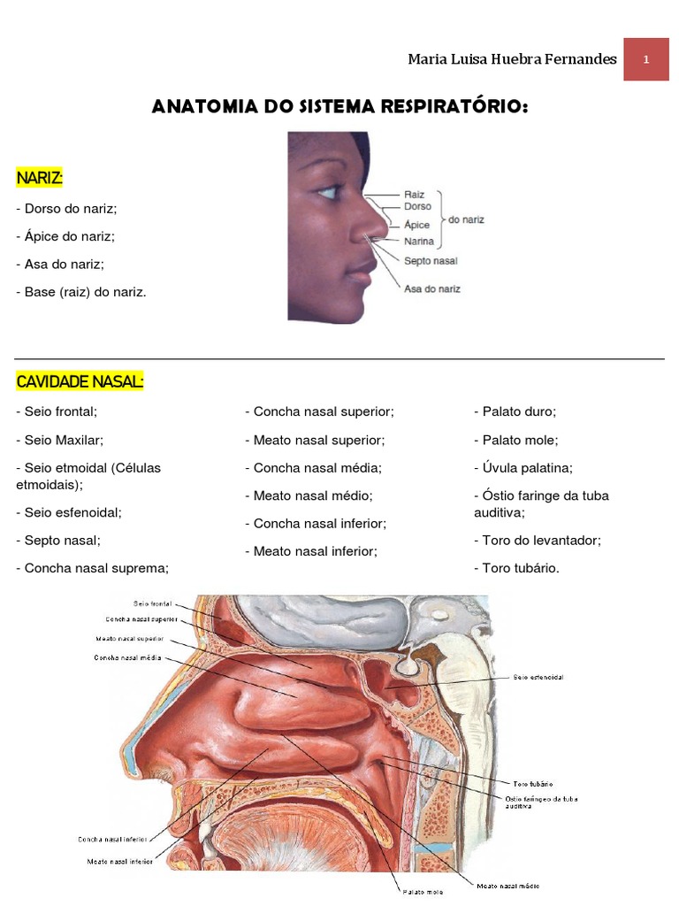 Anatomia Do Sistema Respiratório Pdf Pdf Pulmão Laringe
