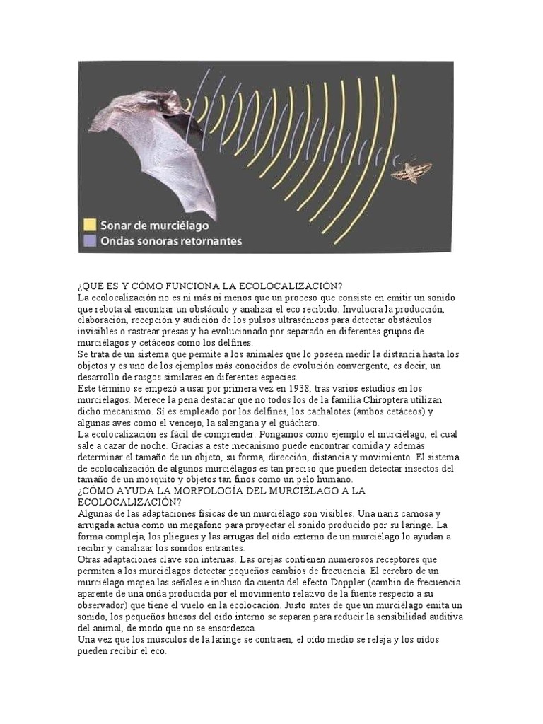Qué Es y Cómo Funciona La Ecolocalización | PDF | Murciélago | Ultrasonido Qué Es y Cómo Funciona La Ecolocalización | PDF | Murciélago | Ultrasonido