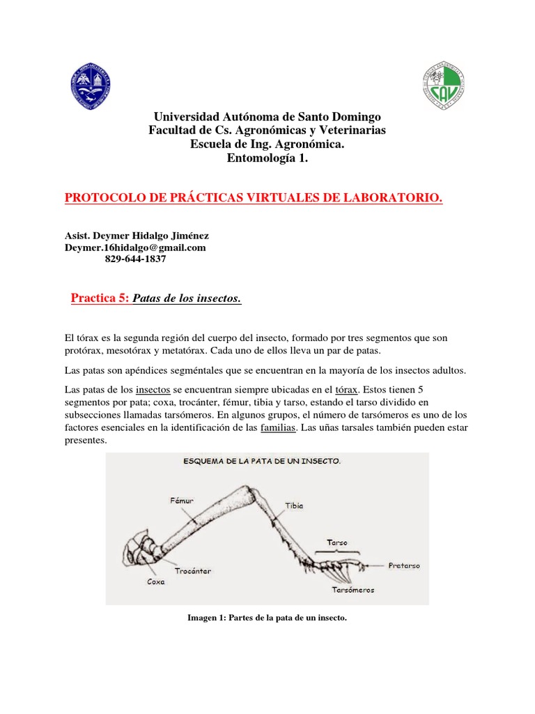 Tipos de patas de los insectos y su importancia en la identificación ...