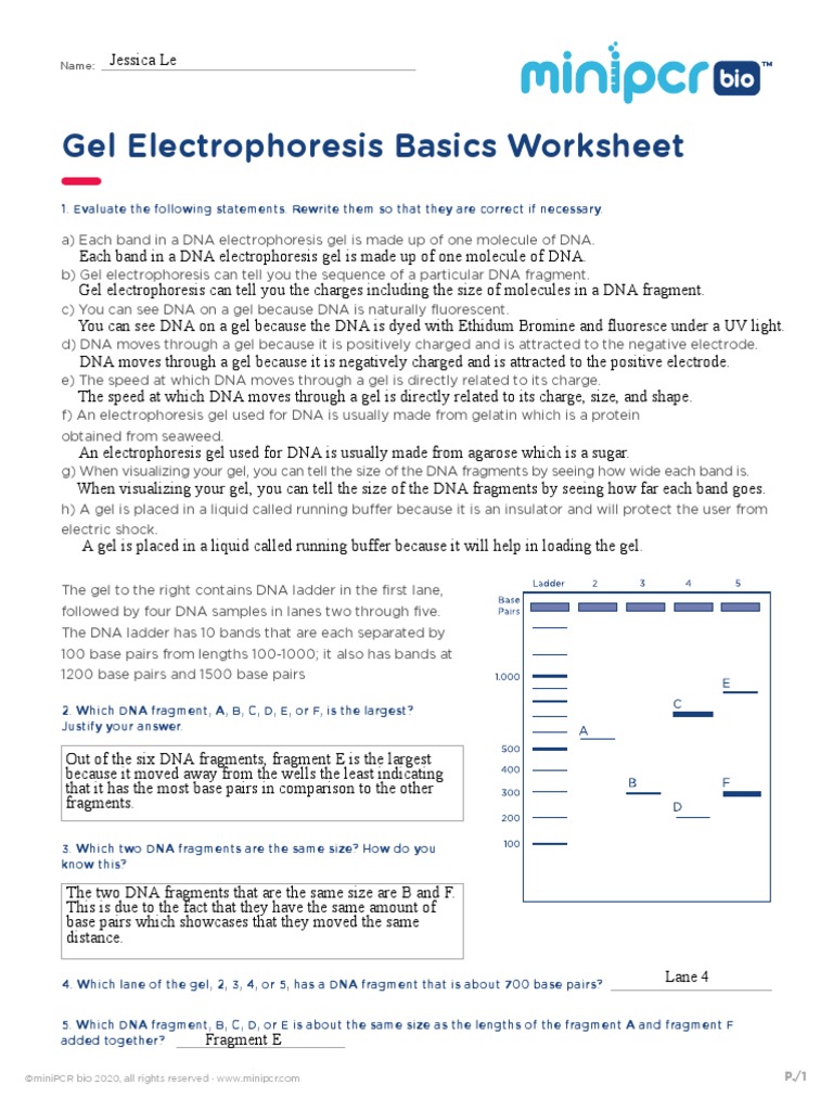 Gel Electrophoresis | PDF | Gel Electrophoresis | Macromolecules
