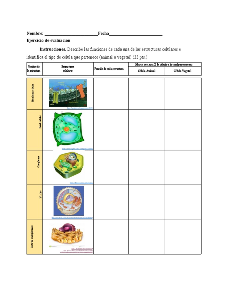 Hojas De Trabajo Sobre La Estructura Celular