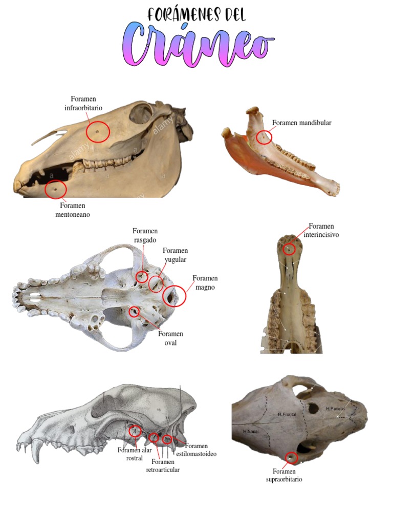 Foramenes Del Craneo | PDF | Cráneo | Cara