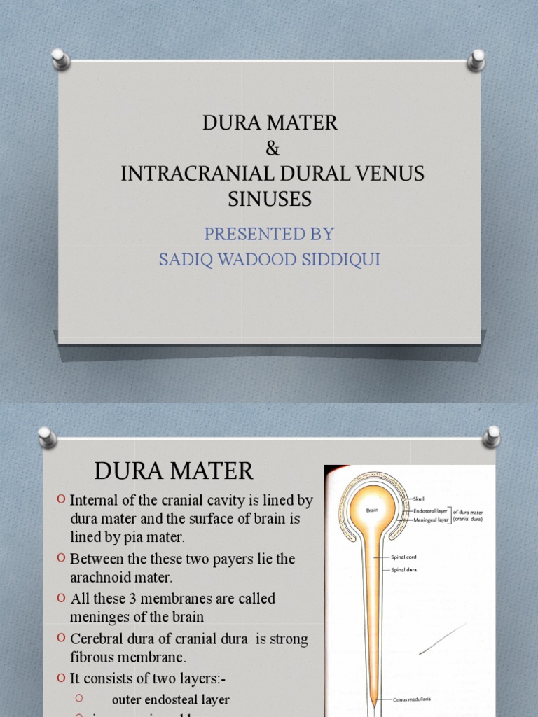 Dura Mater & Cranial Sinus | PDF | Human Head And Neck | Primate Anatomy