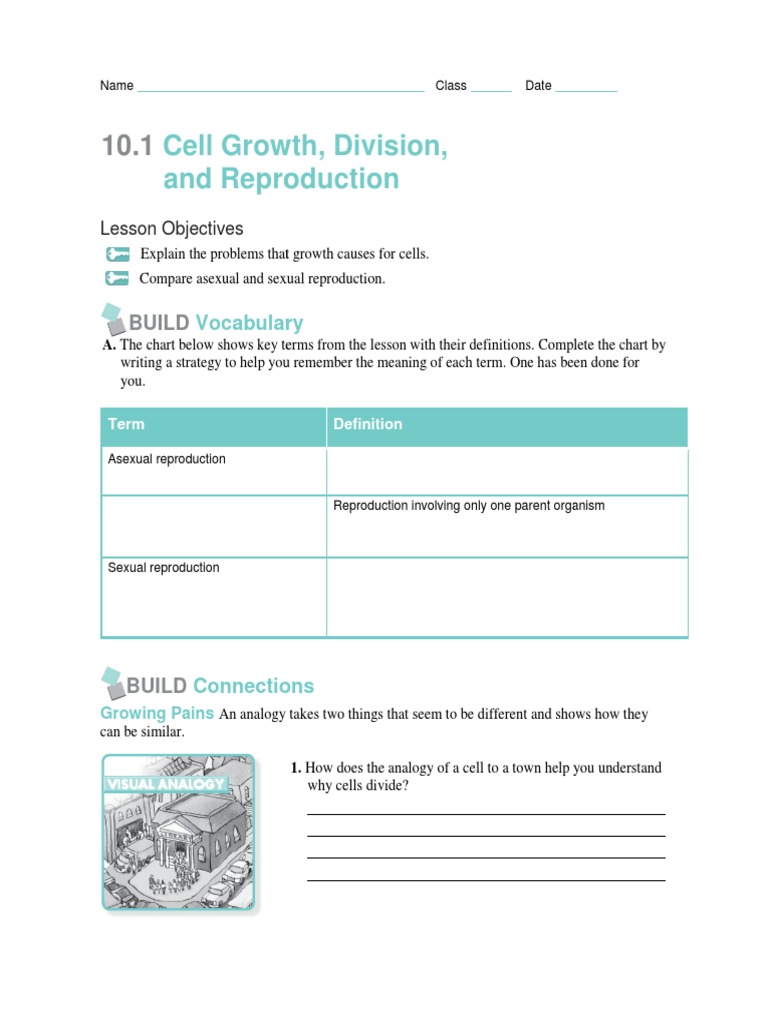 Chapter 10 Guided Reading | PDF | Mitosis | Cell Cycle