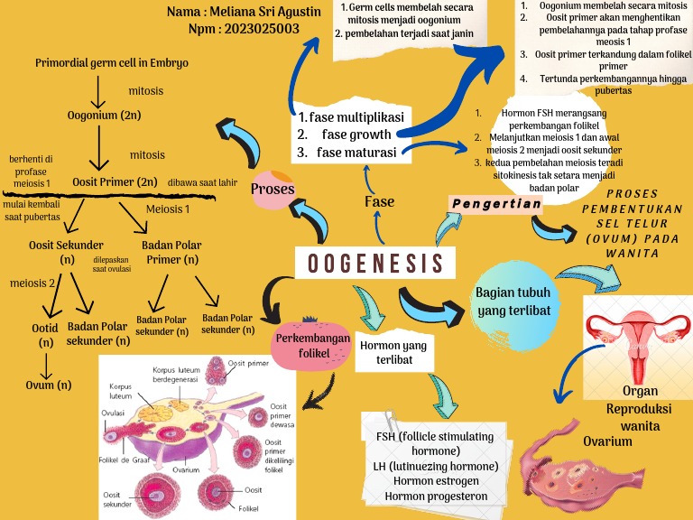 Mind Mapping Oogenesis | PDF