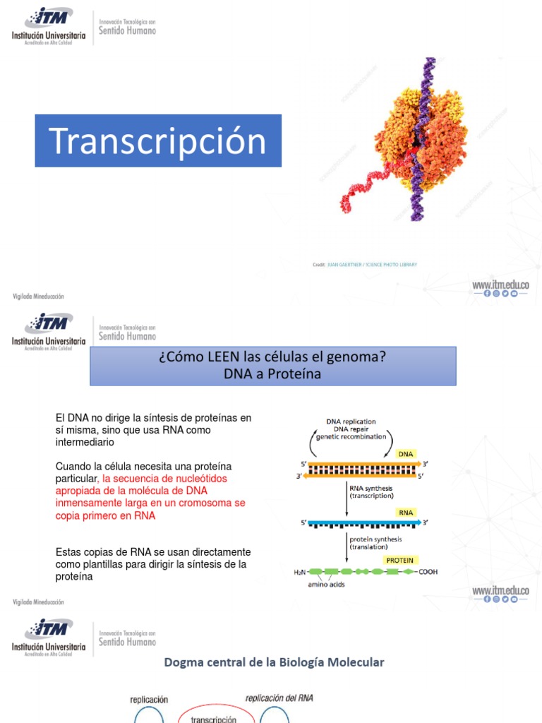 Transcripción PDF | PDF | Rna | Adn