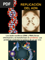 METABOLISMO DE ADN Y ARN Clase 3 Unidad VIII PDF | PDF | Replicación De ...