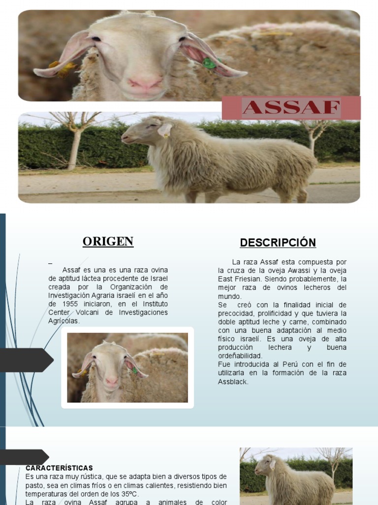 Assaf Ovino | PDF | Oveja | Ganadería