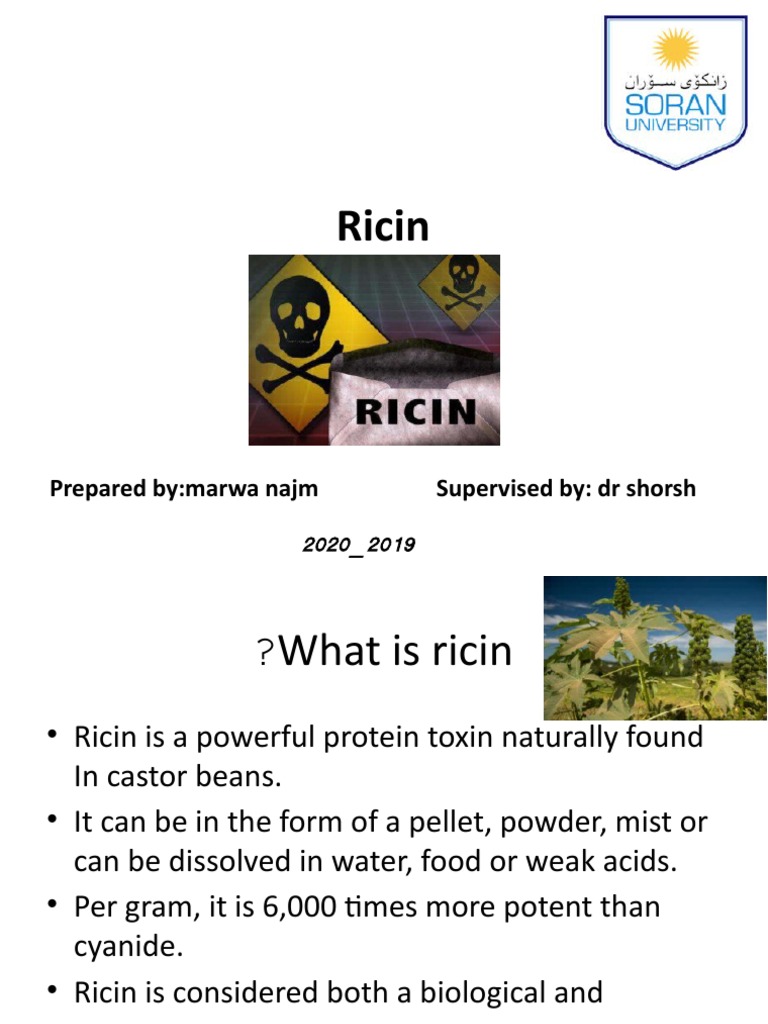 Ricin: Prepared By:marwa Najm Supervised By: DR Shorsh | PDF | Health ...