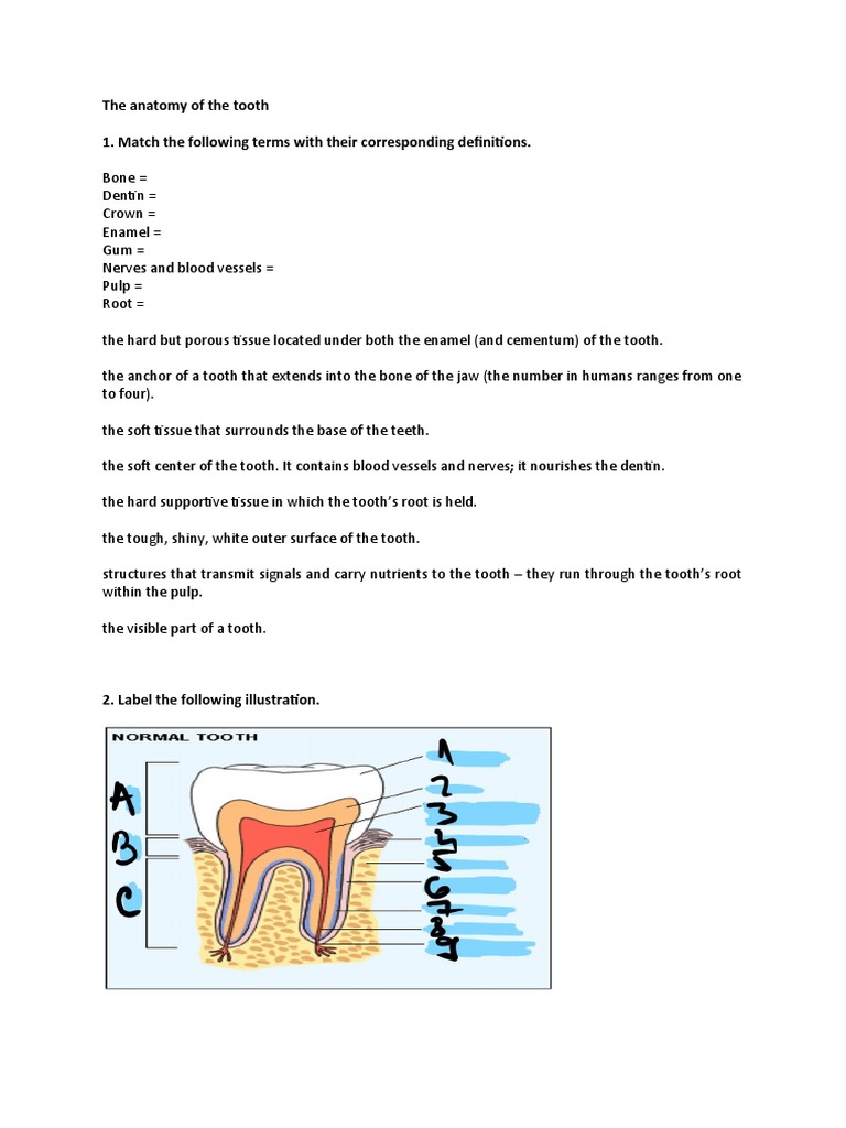 Anatomy and Development of Teeth | PDF | Tooth | Human Tooth
