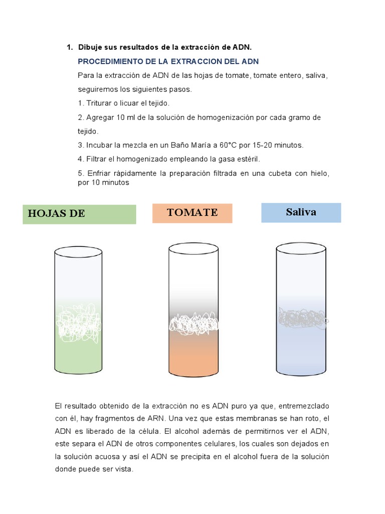 Informe 10 BioPract | PDF | Membrana celular | Adn