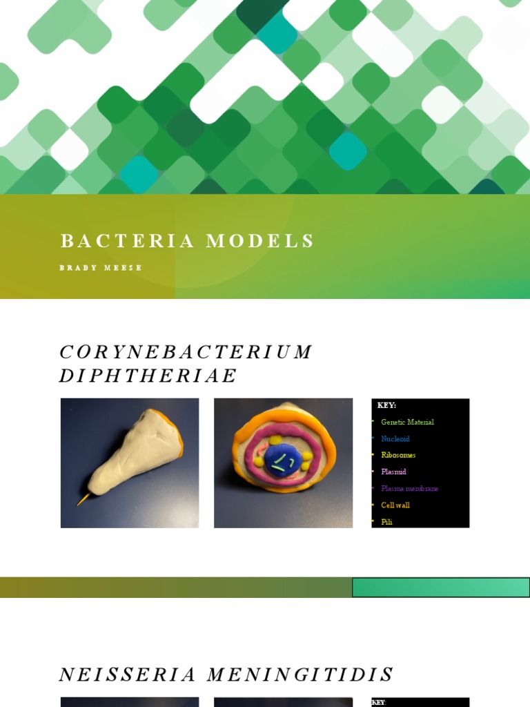 Bacteria Models | PDF