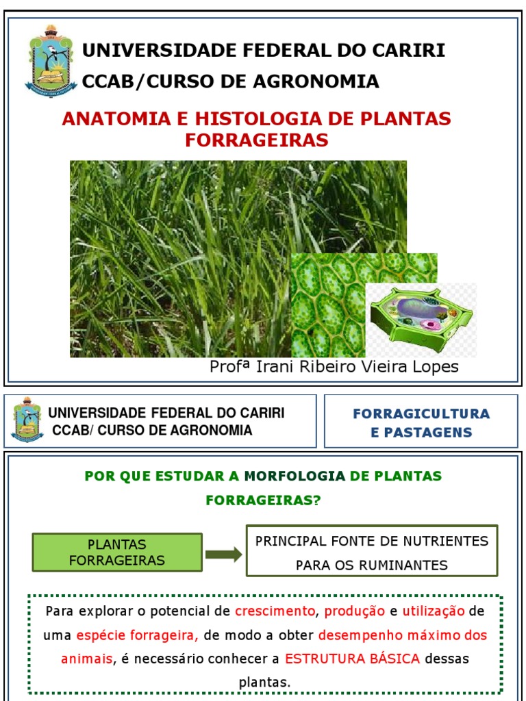 ANATOMIA E HISTOLOGIA (Aula 2) PDF | PDF | Raiz | Anatomia