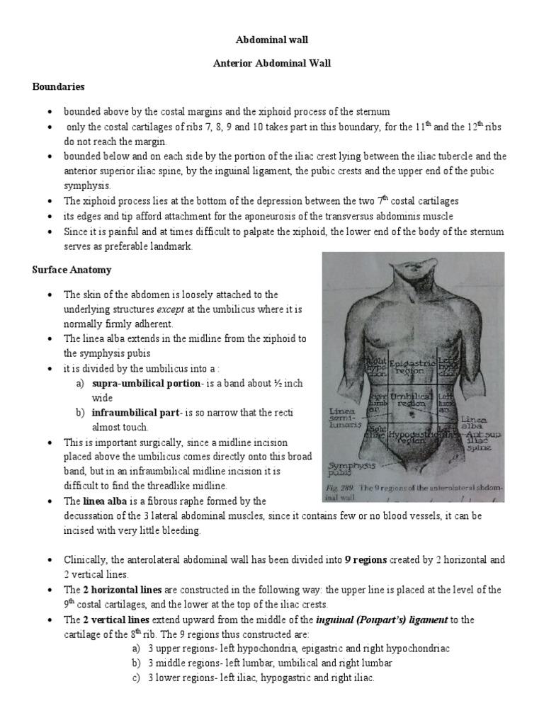 Anatomy of the Anterior Abdominal Wall: A Comprehensive Review of ...
