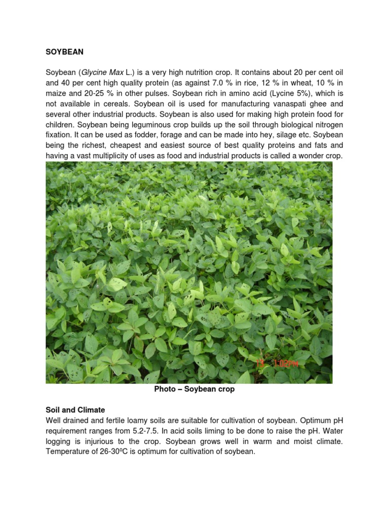 Soybean PDF | Download Free PDF | Soybean | Legume