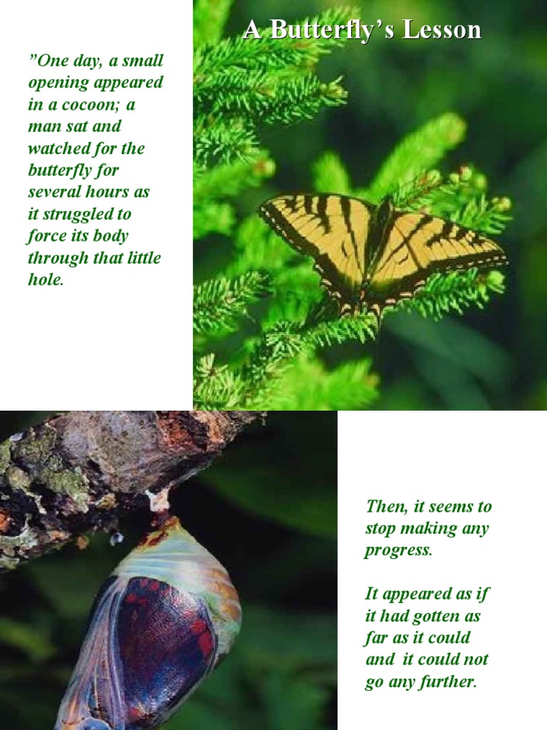 Butterfly | PDF | Butterfly