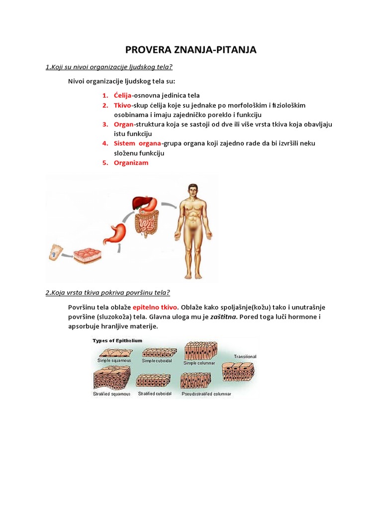 Anatomija Pitanja | PDF