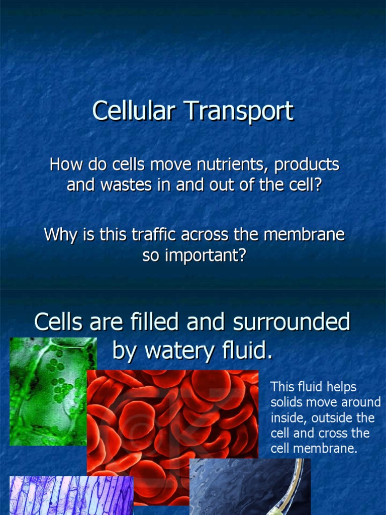 Understanding Cellular Transport Mechanisms | PDF | Osmosis | Cell Membrane