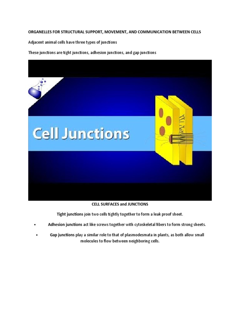 Adjacent Animal Cells Have Three Types of Junctions These Junctions Are ...