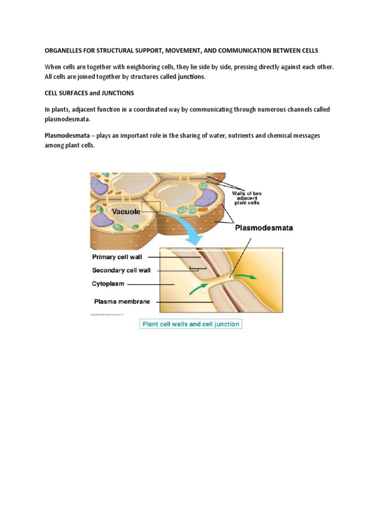 Organelles For Structural Support, Movement, and Communication Between ...