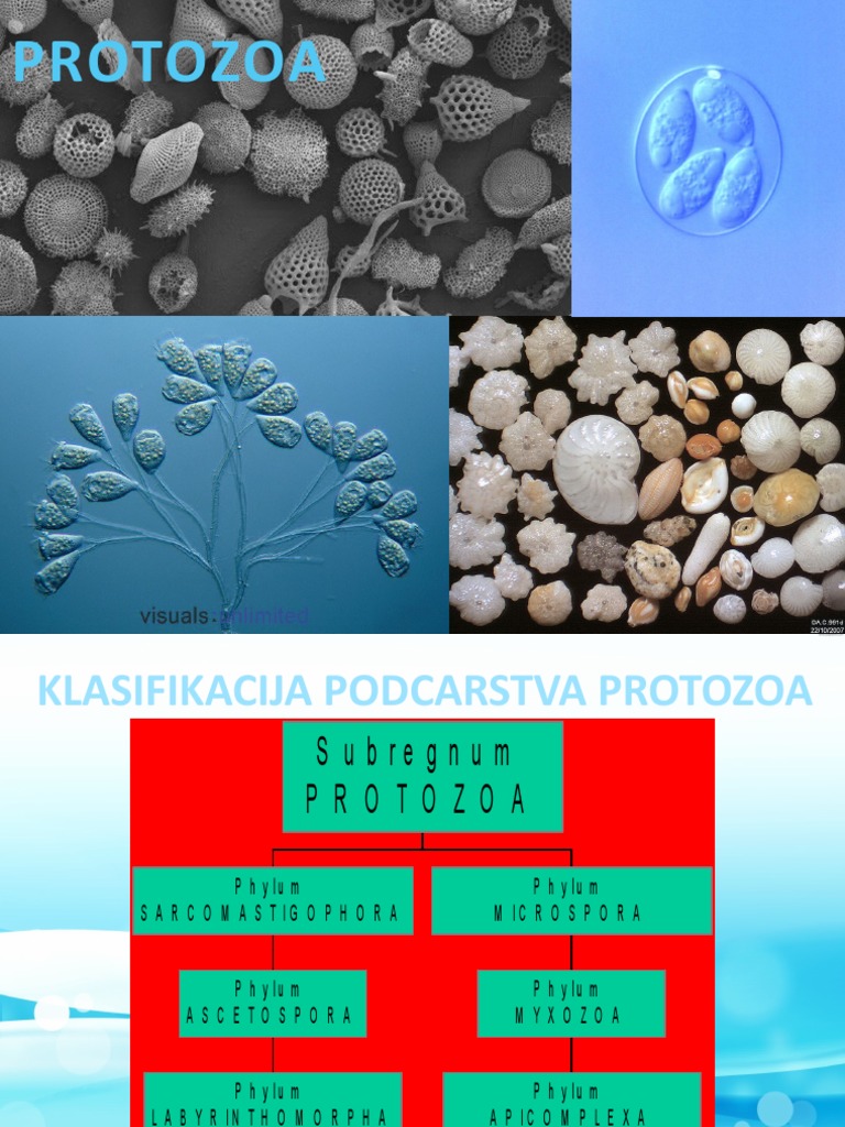 Phylum Labyrinthomorpha