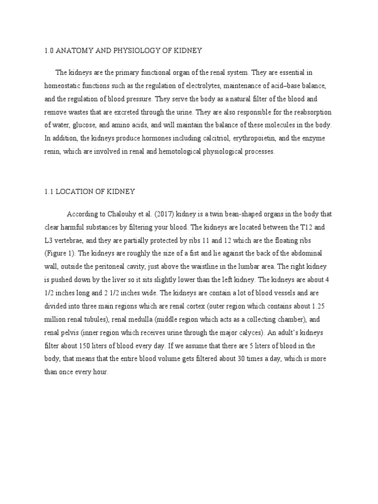 Anatomy And Physiology Of Kidney Pdf Kidney Organ Anatomy