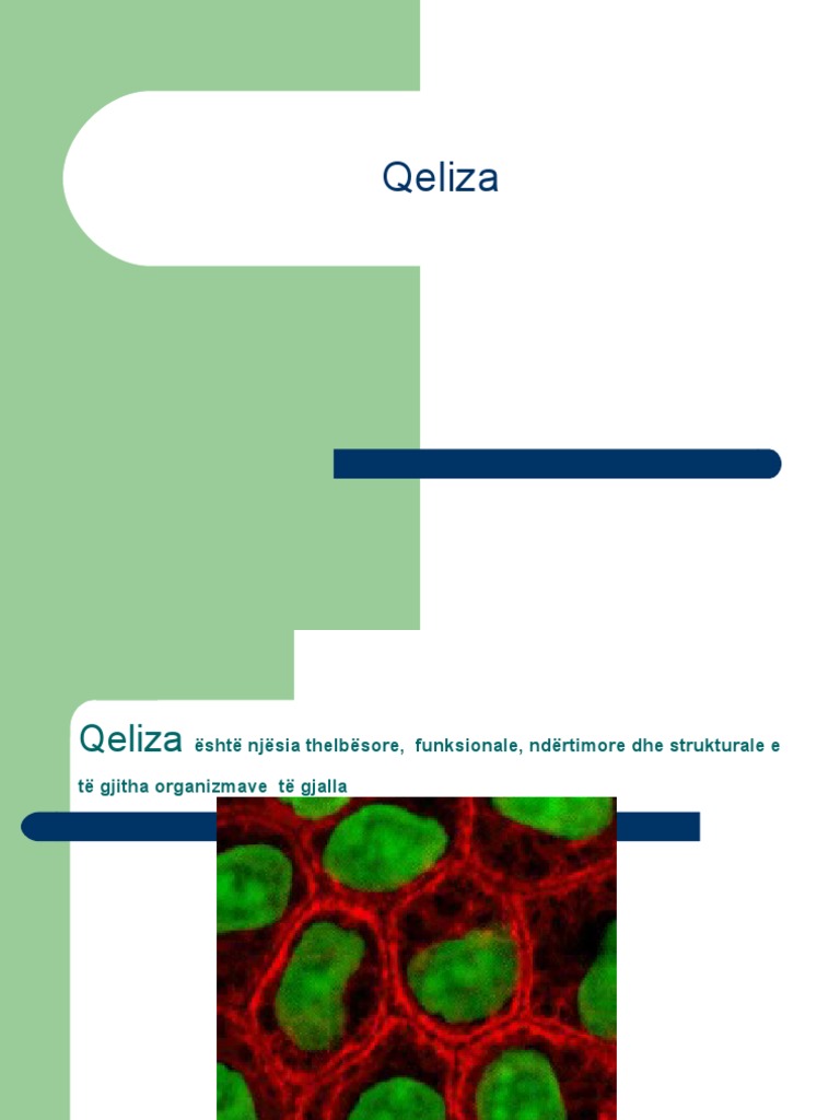Qeliza Sllajde | PDF