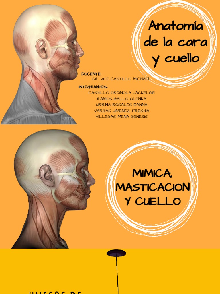 Musculos de La Cara y El Cuello | PDF | Tejido suave | Cabeza y cuello humanos