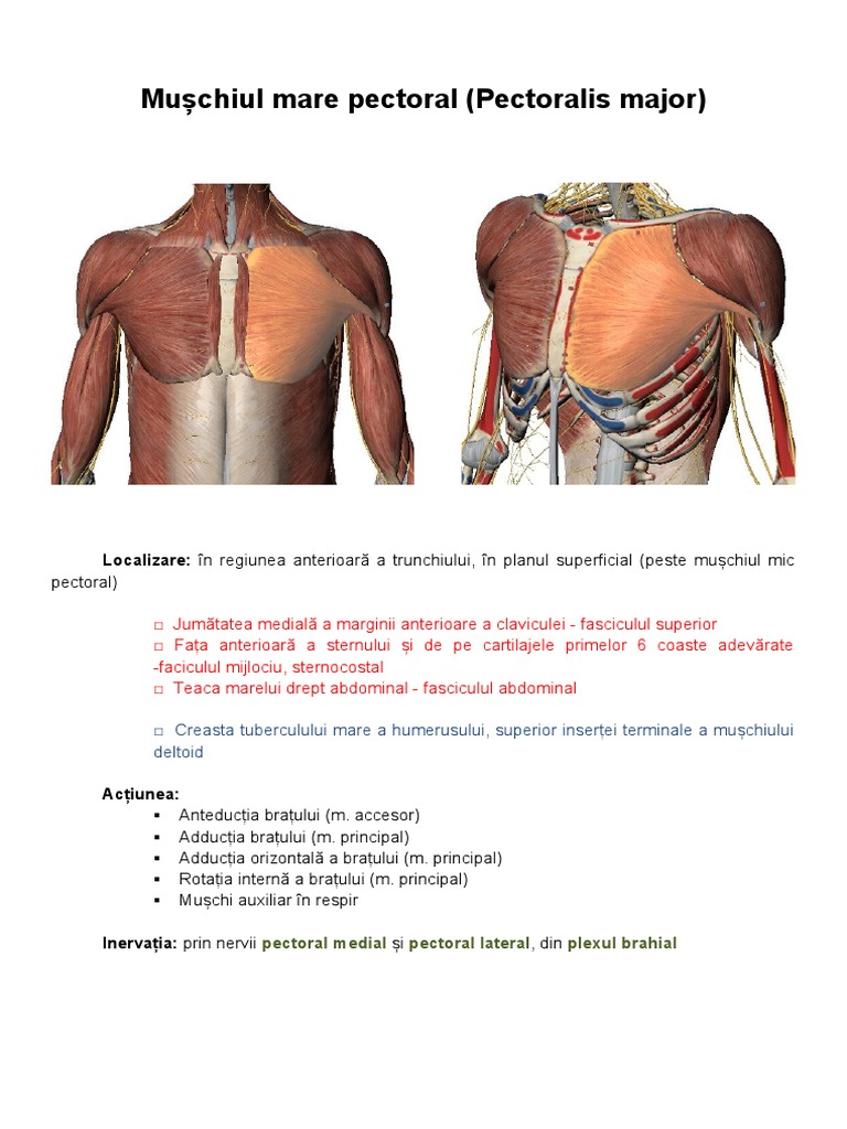 Musculatura Toracelui | PDF