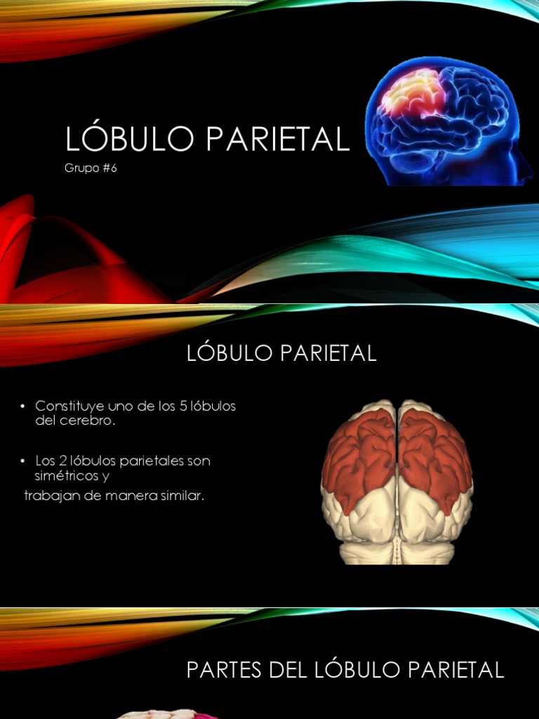 Lóbulo Parietal Presentacion | PDF | Corteza cerebral | Sistema ...